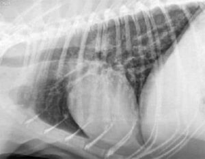 Chronic Bronchitis in Dogs - Urban Animal Veterinary Hospital