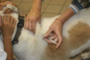 Insulin Administration in Dogs - Urban Animal Veterinary Hospital