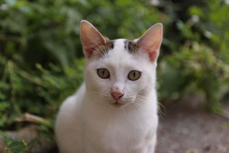 Feline Aortic Thromboembolism (FATE or Saddle Thrombus) - Urban Animal ...