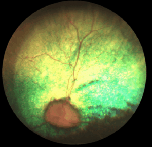 Progressive Retinal Atrophy (PRA) in Dogs - Blindness in Dogs - Urban ...