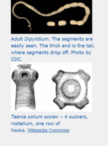Tapeworm Infections in Dogs and Cats - Urban Animal Veterinary Hospital
