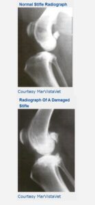 Cranial Cruciate Ligaments Tears in Dogs - Urban Animal Veterinary Hospital