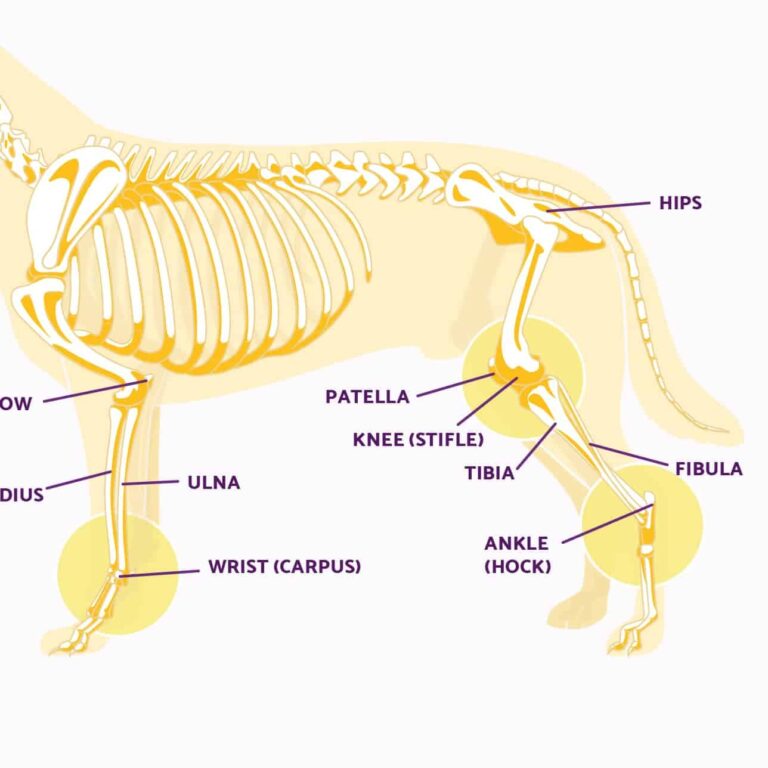 Patellar Luxation (Knee Dislocation) in Dogs - Degrees of Severity ...