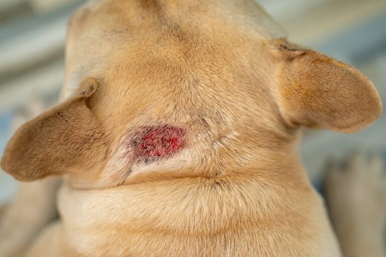 Skin Infections or Hot Spots In Dogs And Cats